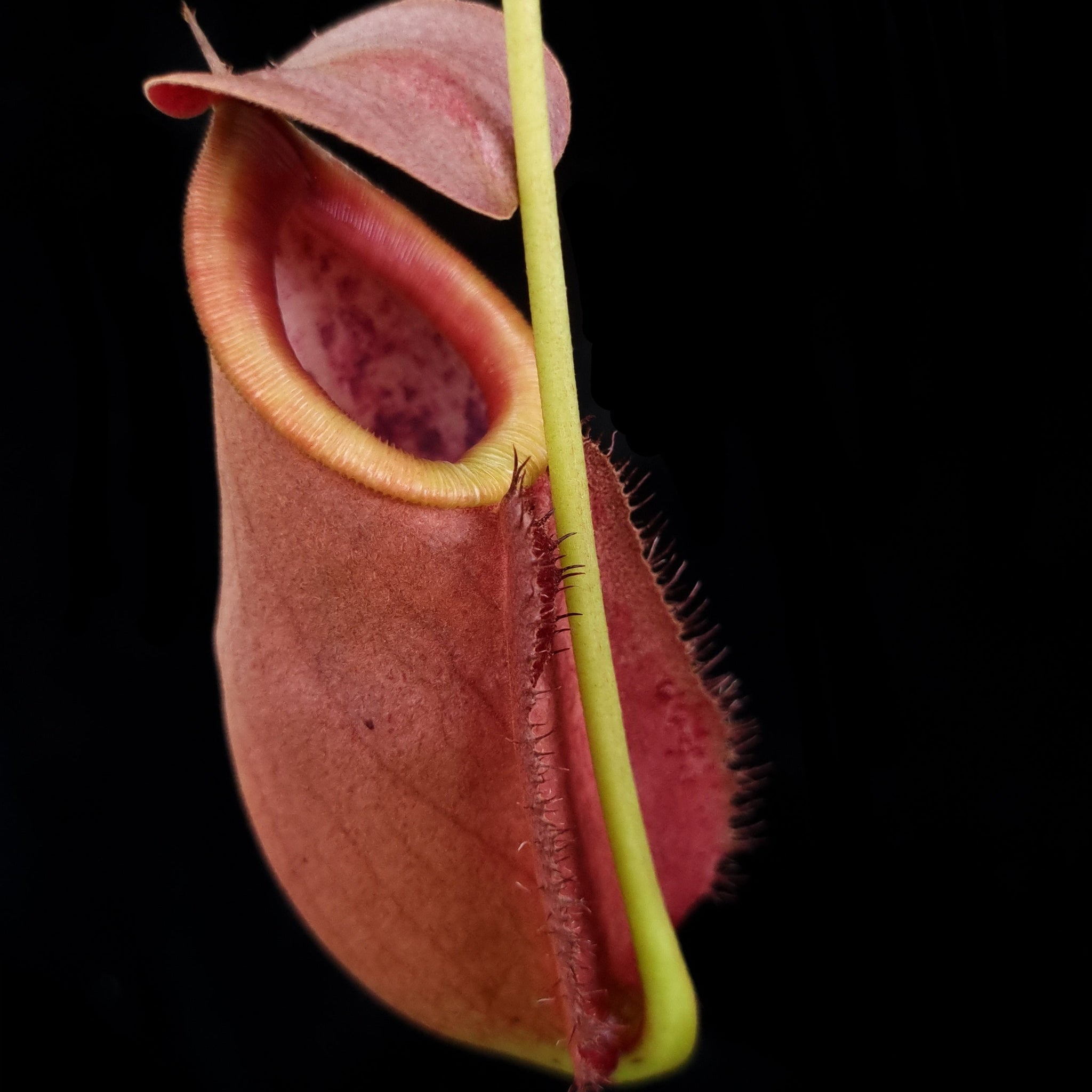 Nepenthes - Tropical Pitcher Plant | The Guppy Garden