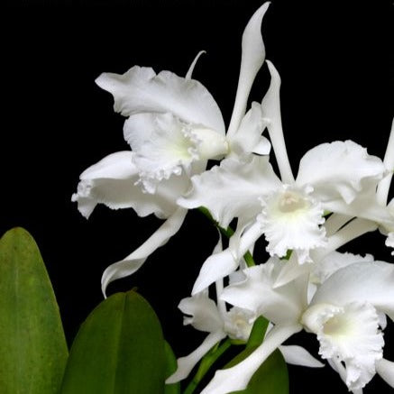 Cattleya lobata 'alba' Orchid Tissue Culture Cup - Exotic Tropical ...