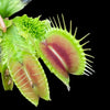 Dionaea muscipula 'Wrinkly Queen' (Venus Flytrap) | The Guppy Garden