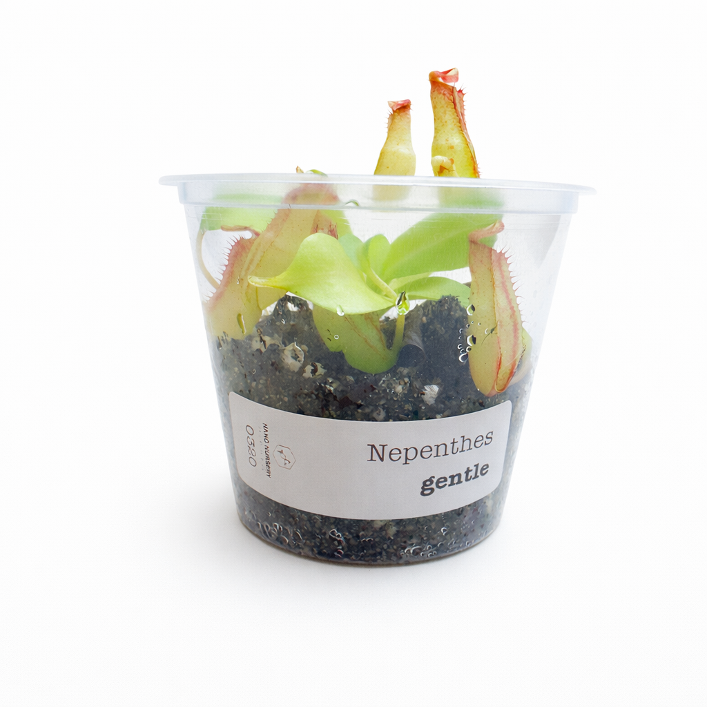 Nepenthes Gentle (fusca × maxima) | The Guppy Garden