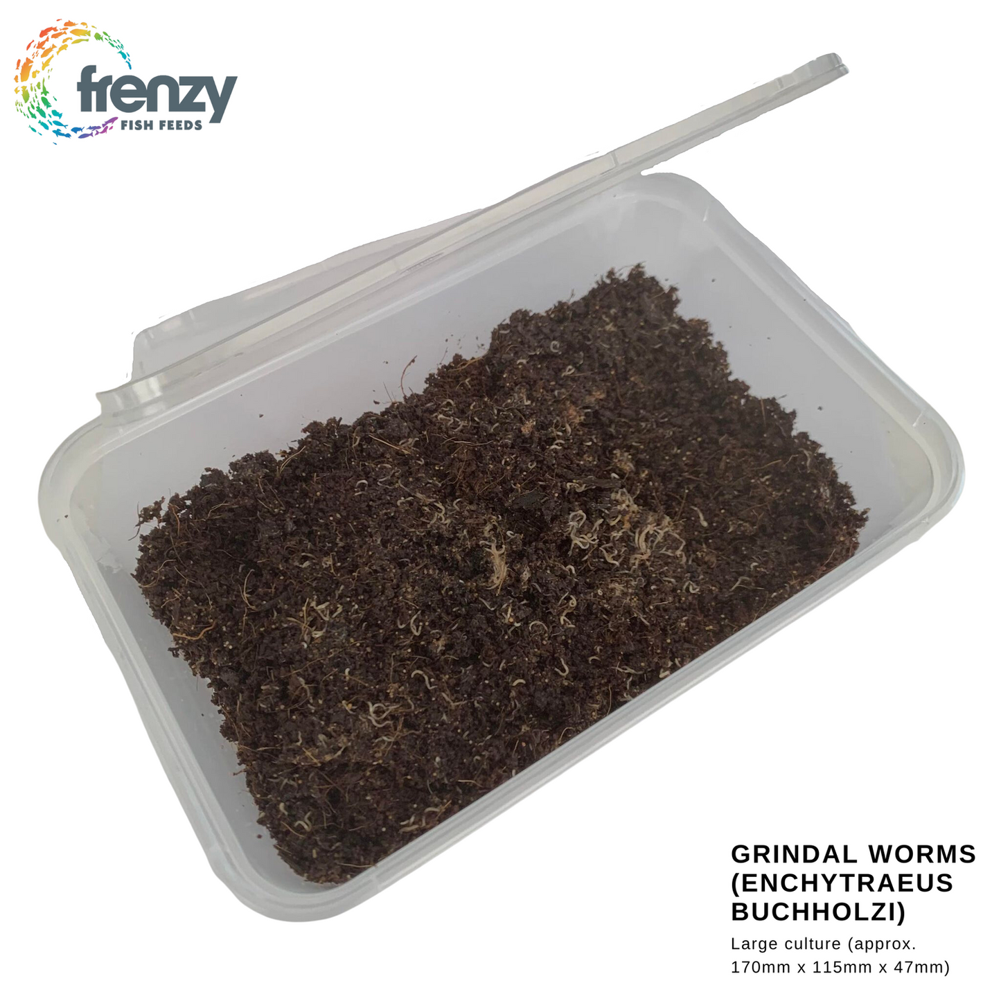 Premium Grindal Worms (Enchytraeus buchholzi) Culture for Aquarius Fish ...