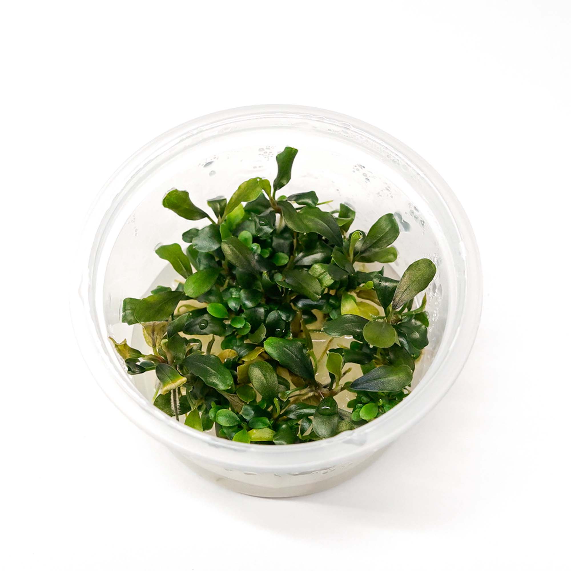 Explore The Guppy Garden for Aquarium Delights