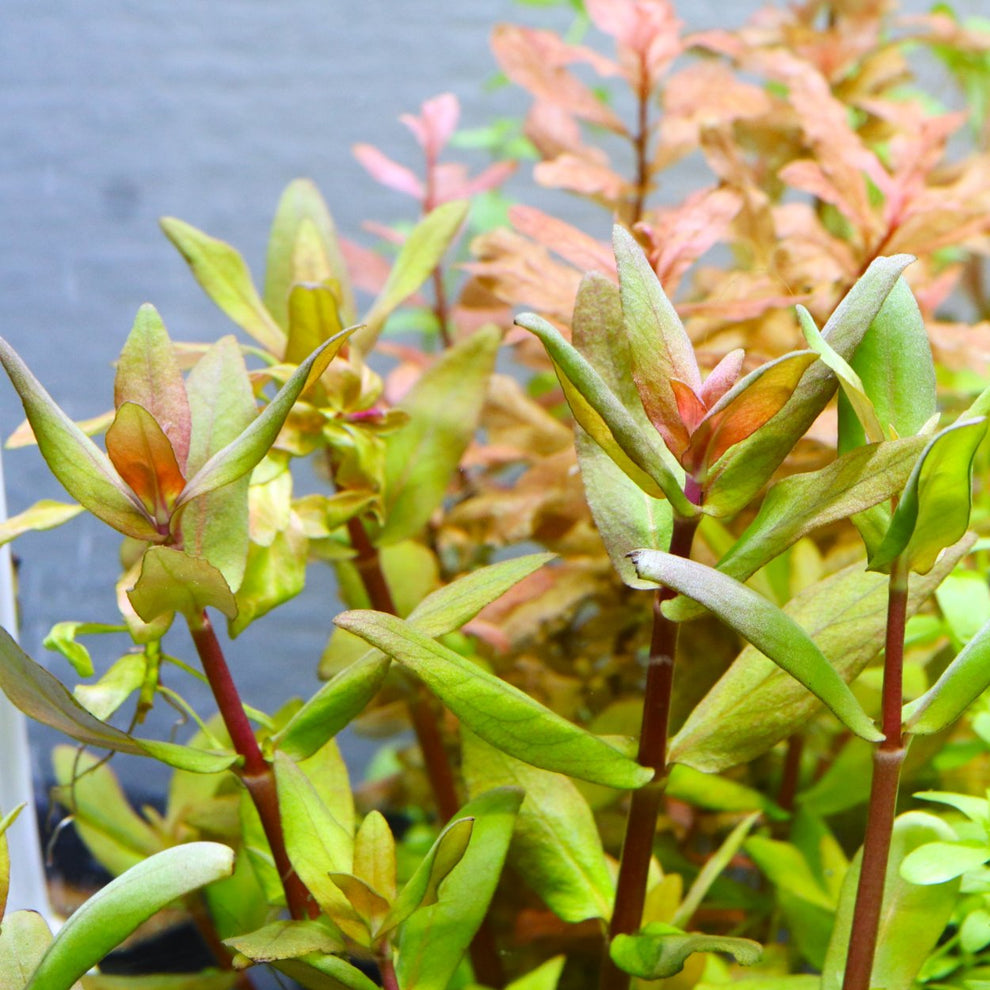 Ammannia capitellata 'Nesea Triflora' in 5cm Net Pot - Brighten Your ...