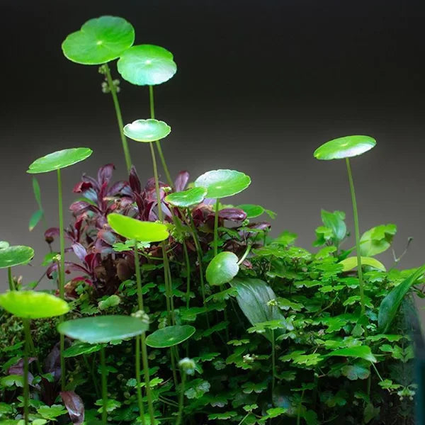 Hydrocotyle Verticillata ‘Shield Pennywort’ |Tissue Culture Aquarium ...