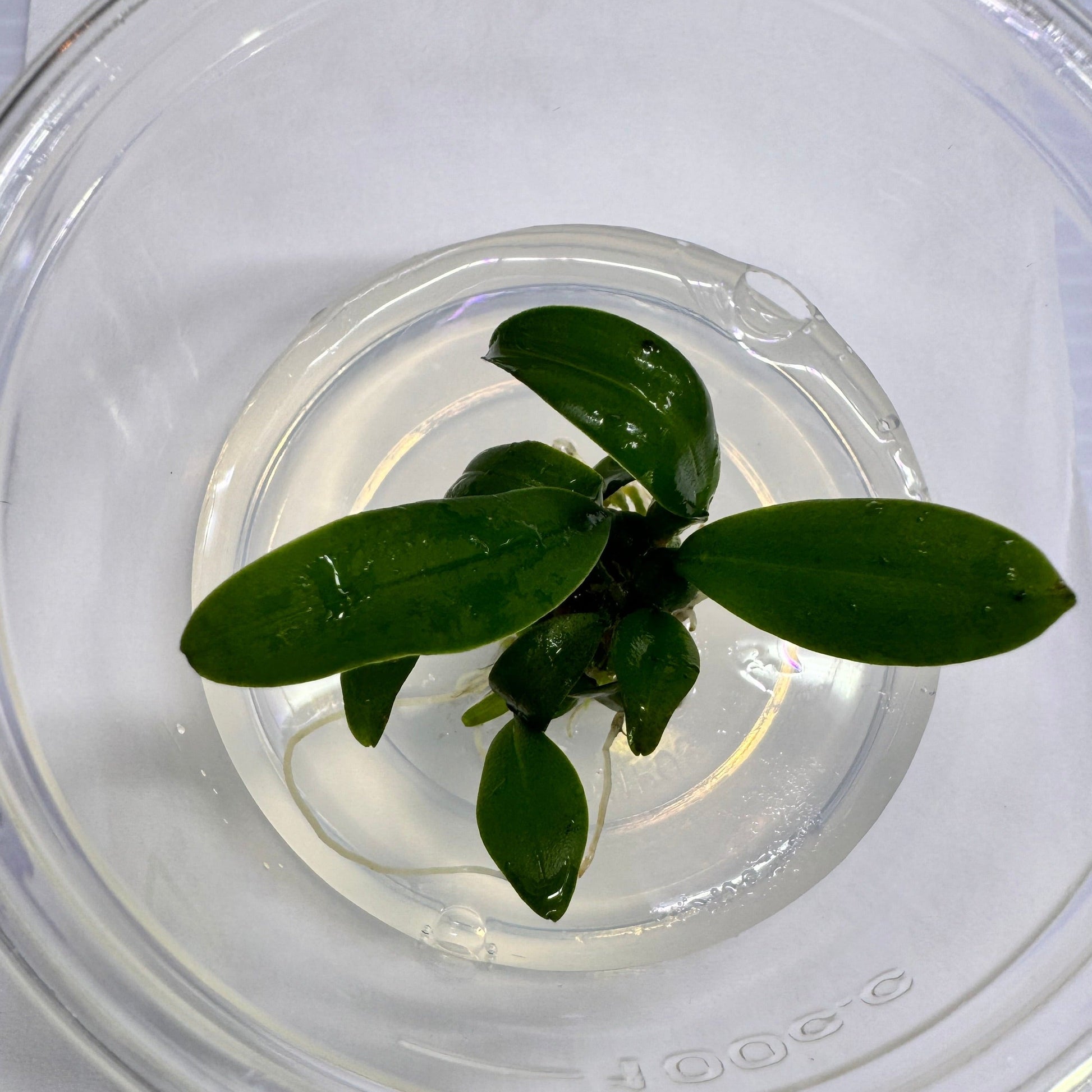 Dendrobium regium Orchid Tissue Culture Cup - Exotic Tropical Orchid ...