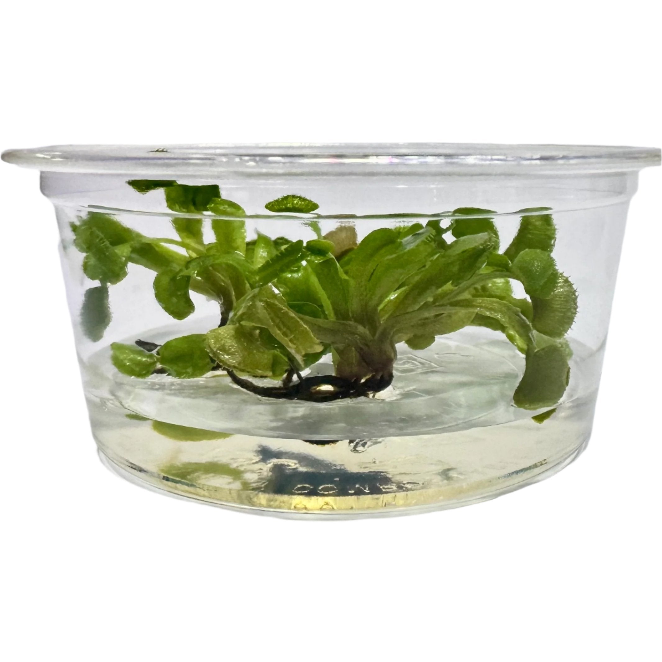 Dionaea muscipula 'Venus Flytrap' Tissue Culture Terrarium Live Plant ...