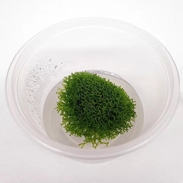 Riccia flutitans 'Floating Crystalwort' Tissue Culture Aquarium Plant ...