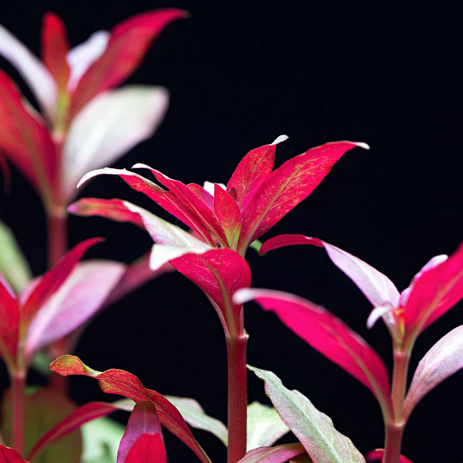 Alternanthera Tenella 'Pink Alt' - Vibrant Emersed 5cm Net Pot Plant ...