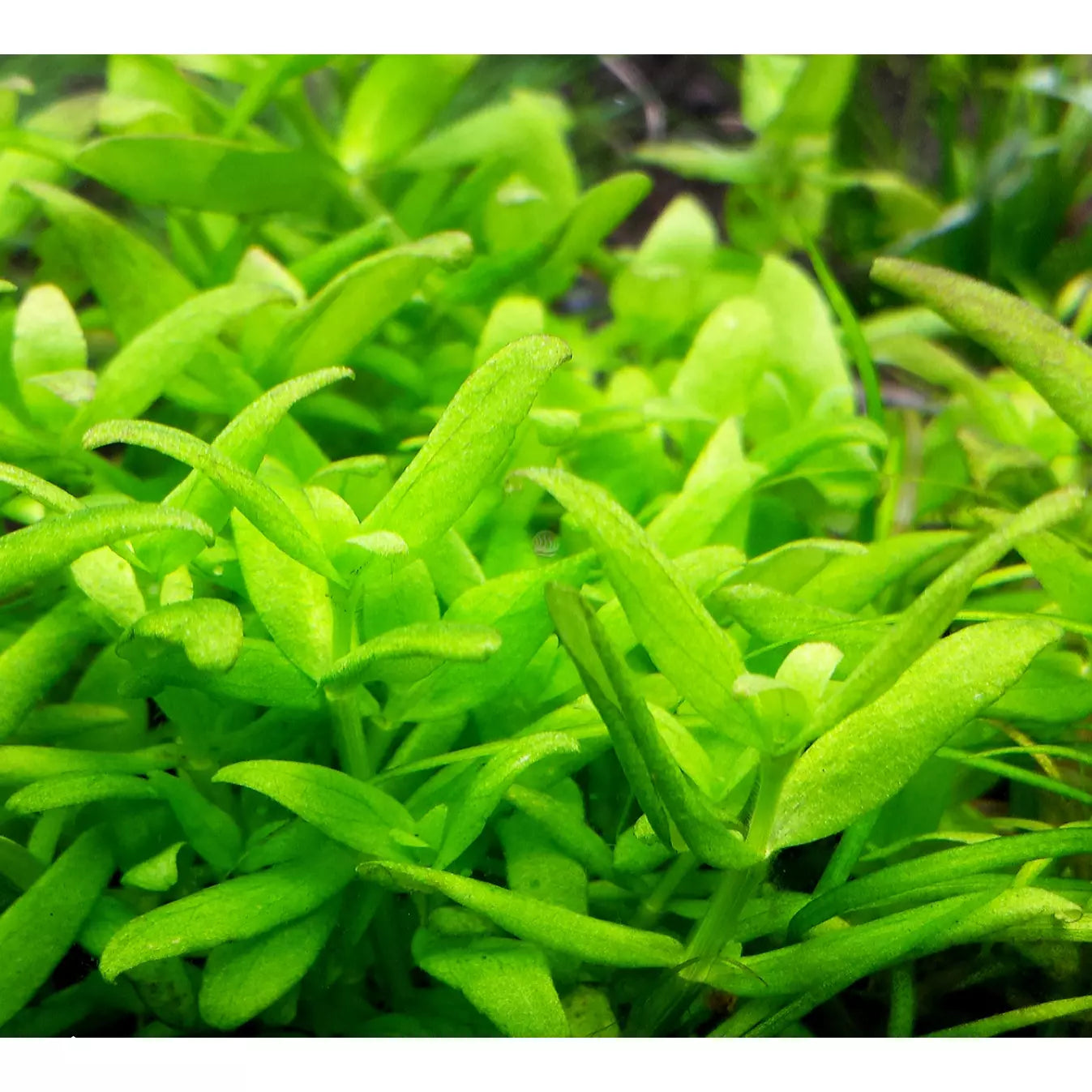 Bacopa serpyllifolia 'Japan' in 5cm Net Pot - Perfect for Nano Tanks ...