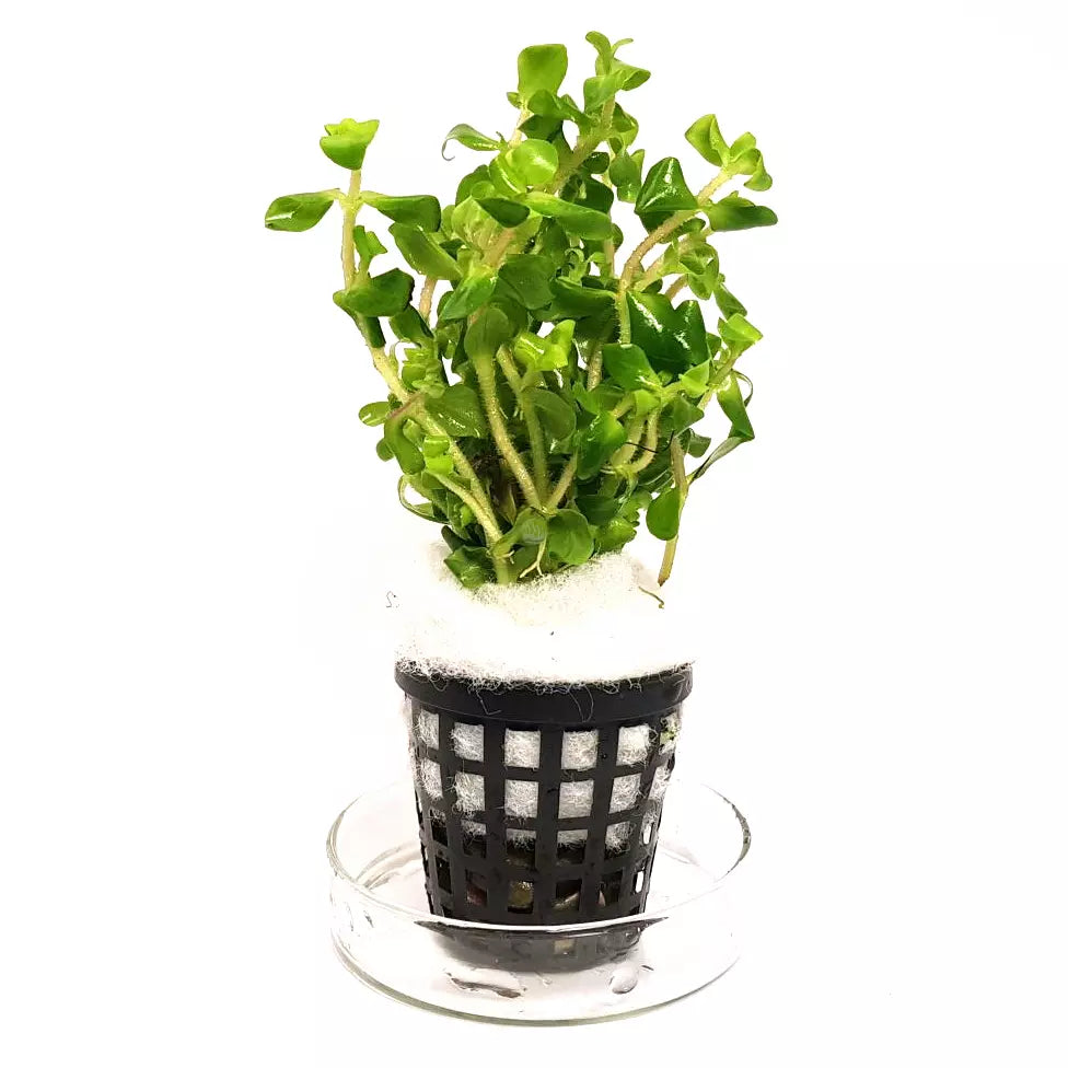 Bacopa serpyllifolia 'Japan' in 5cm Net Pot - Perfect for Nano Tanks ...