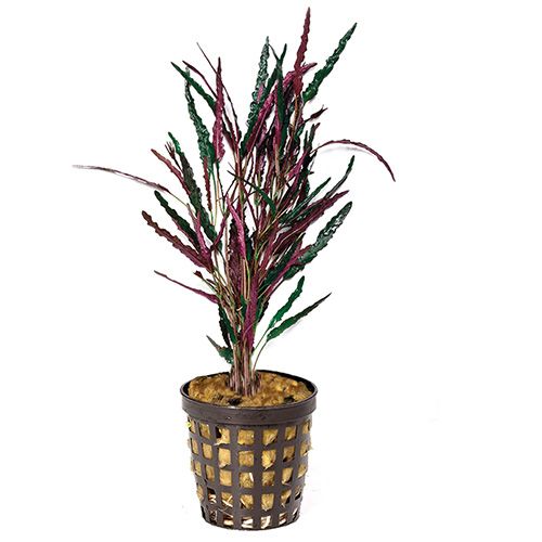 Hemigraphis repanda 'Dragon Flame' - Dramatic Foliage Plant – The Guppy ...