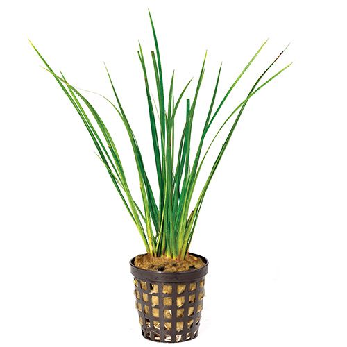 Acorus gramineus 'Green Rush' in 5cm Net Pot | Vibrant Aquatic Grass ...