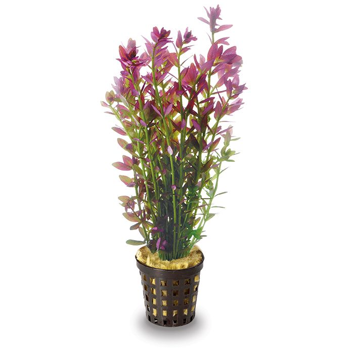 Rotala rotundifolia 'Pink Baby Tears' - Soft Pink Aquatic Plant – The ...