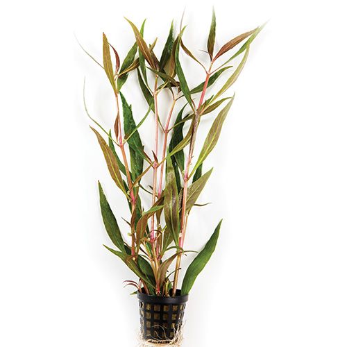 Alternanthera rosaefolia 'Telanthera' - Rich Red & Pink Foliage – The ...