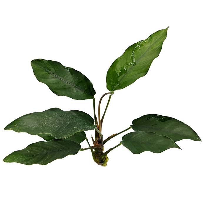 Shop Anubias barteri 'Isabelle' Plant - Enhance Your Aquarium with ...