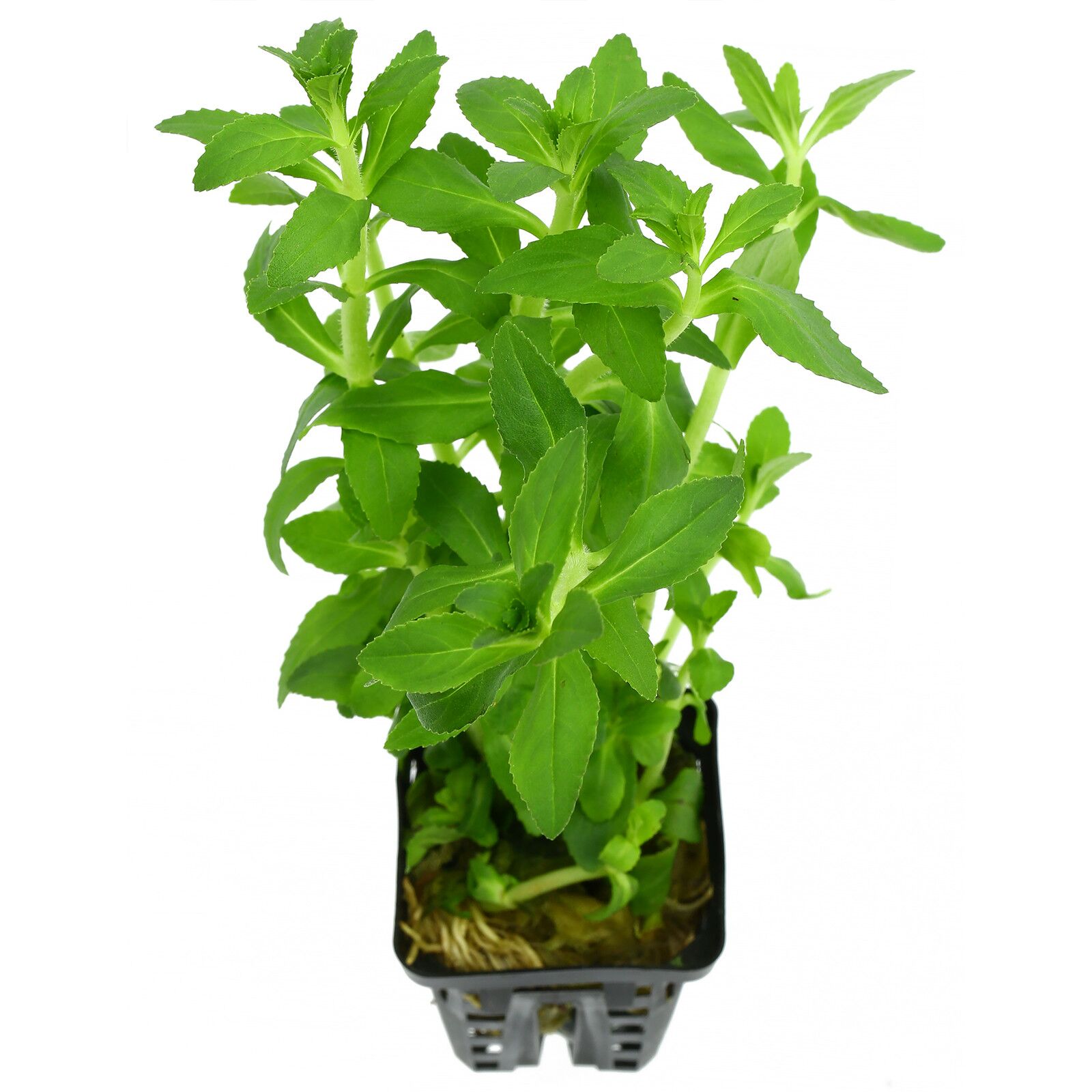 Limnophila aromatica 'Kalmantan mini' | Exotic Aquatic Plant in 5cm Pot ...