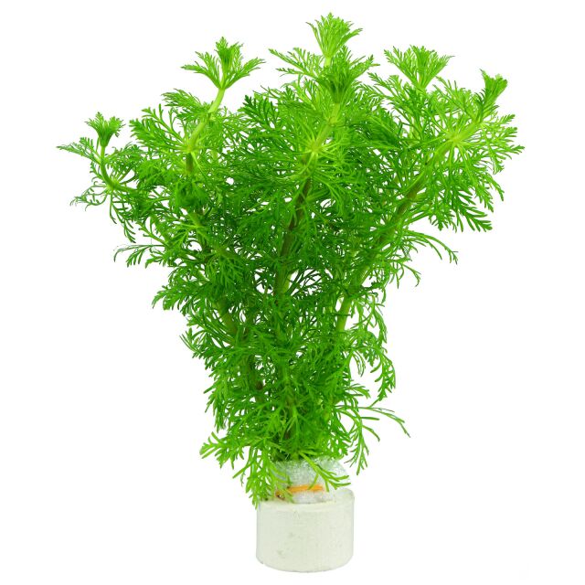 Limnophila sessiliflora 'Ambulia' | Feather-Like Aquatic Plant in 5cm ...