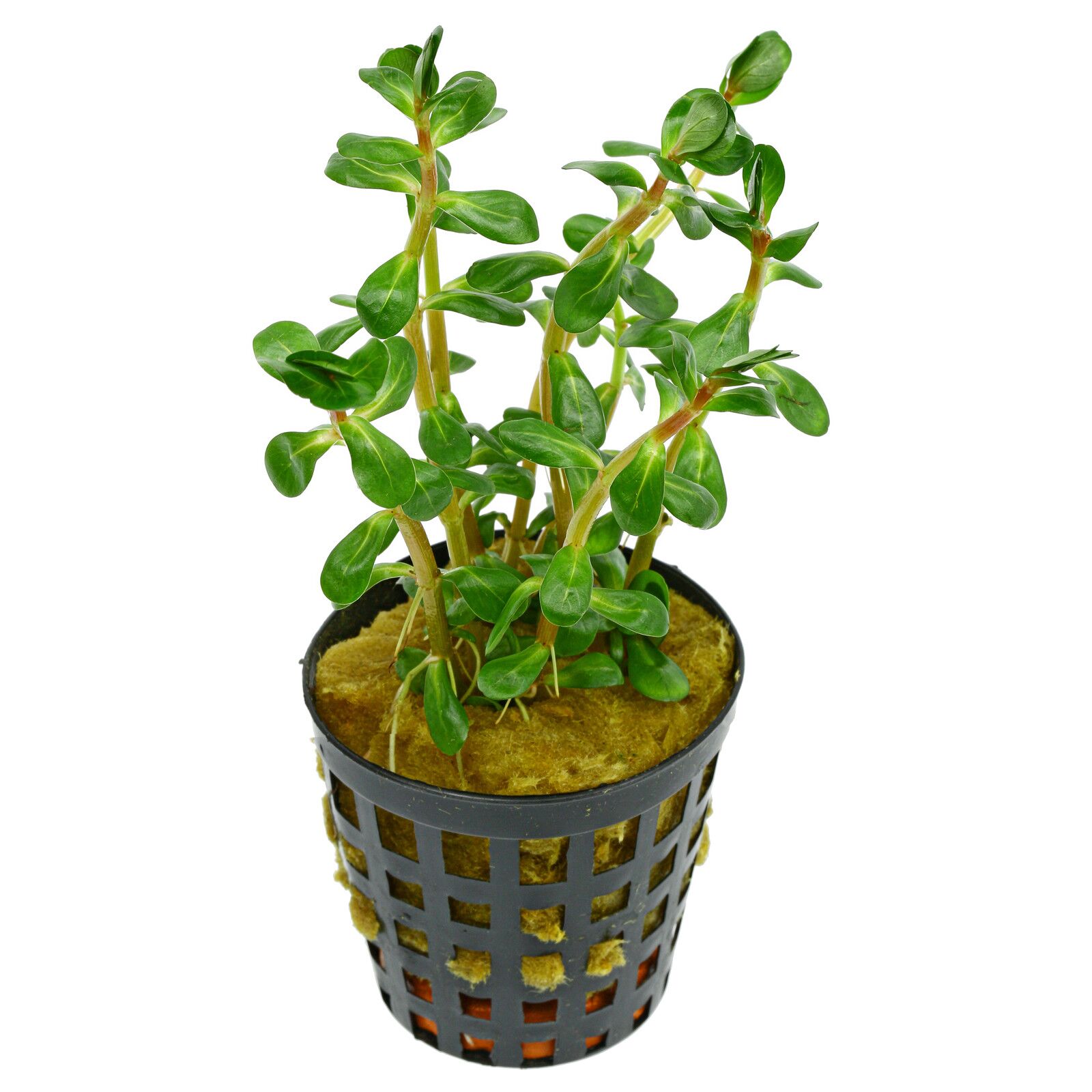 Rotala indica bonsai 'Indian toothcup' - 5cm Net PotRotala Indica ...