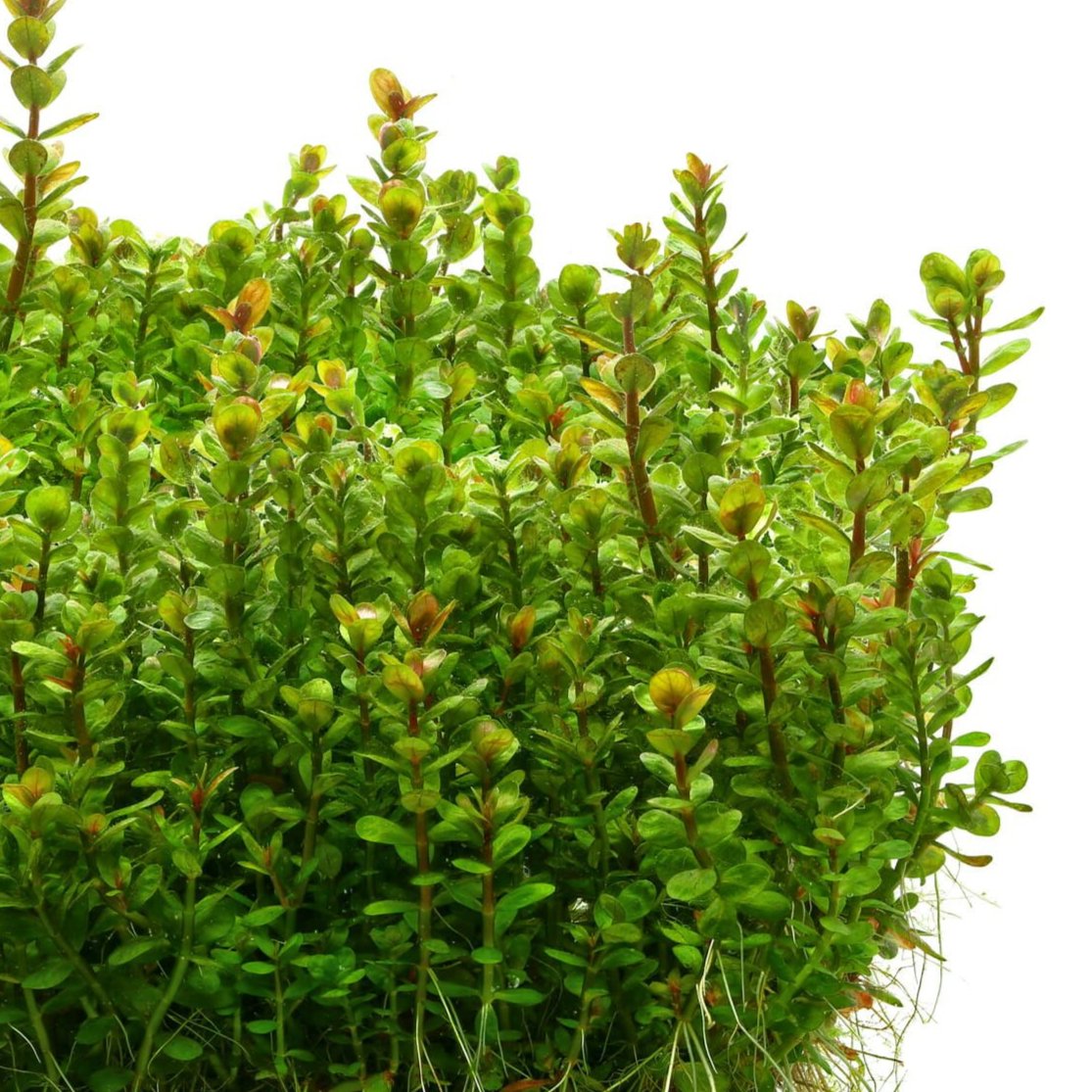 Rotala indica bonsai 'Indian toothcup' - 5cm Net PotRotala Indica ...