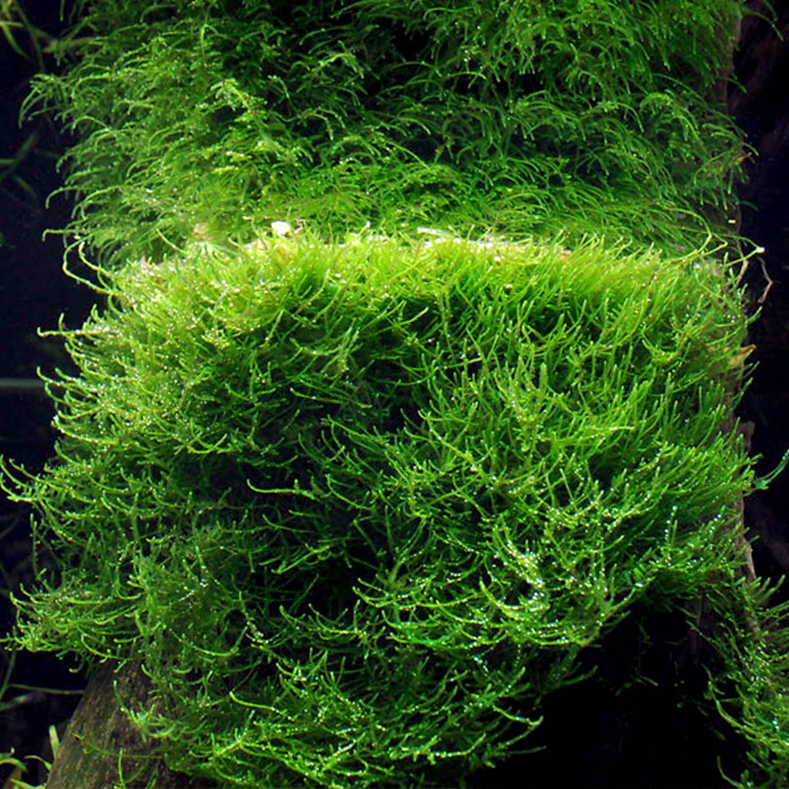 Vesicularia dubyana 'Java Moss' - Essential Aquascaping Plant – The ...