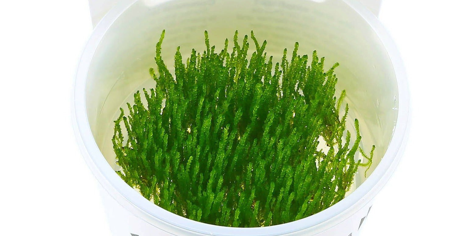 Taxiphyllum Sp. 'Flame Moss' Tissue Culture Cup - Enhance Your Aquarium ...