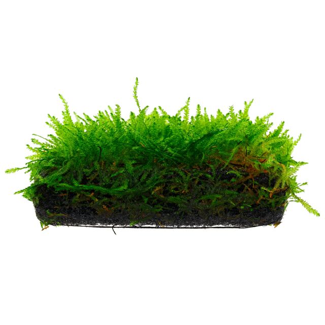 Taxiphyllum Sp. 'Spiky Moss' Tissue Culture Cup - Pristine Aquarium ...